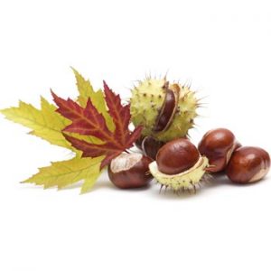 Chestnuts – Welcome to Fruttygarden